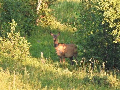 “Угтам уул” улсын тусгай хамгаалалттай БНГ т судалгааны автомат камер суурилууллаа Isee Mn