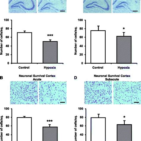In The Acute And Subacute Phase Of Newborn Hypoxia Brain Volume Was Download Scientific