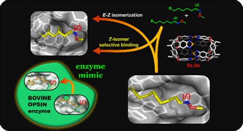 Selective Binding And Isomerization Of Oximes In A Self Assembled Capsule