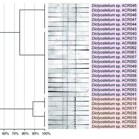 The Single Strand Conformation Polymorphism Sscp Fingerprint Of