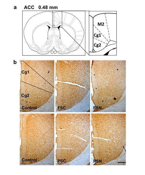 Figure S12 The C Fos Expression In Anterior Cingulate Cortex A