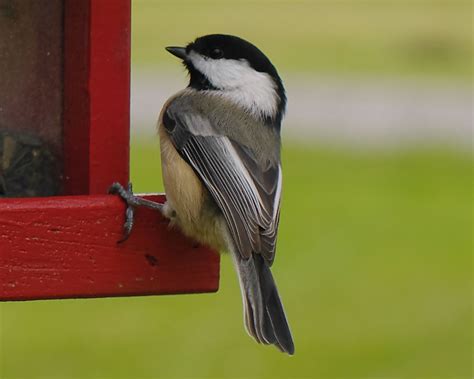 Black Capped Chick A Dee Pentax User Photo Gallery