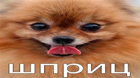 Моя Любимая Порода Собак Плохая Пикча №4 Shorts Short мем мемы Meme Memes Youtube