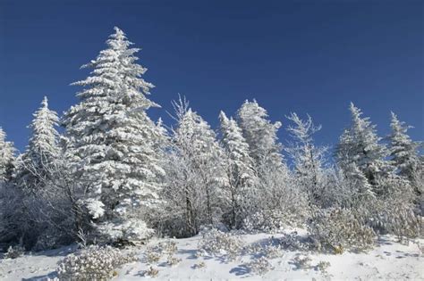 Winter Tree Identification Trees In Transition Potomac Valley Audubon Society