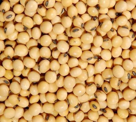 Куплю Соевые бобы оптом — Agro-Uzbekistan