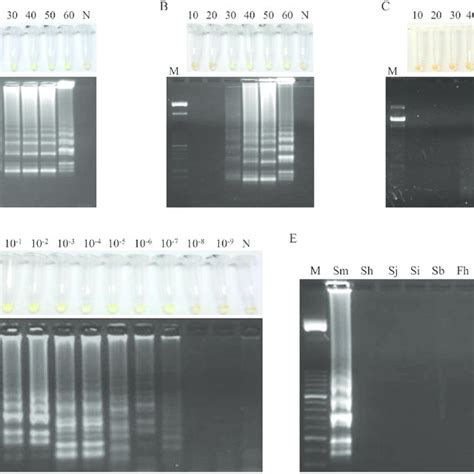 Setting Up LAMP Assay LAMP Amplification Results Using A 1 Ng B 1 Download Scientific