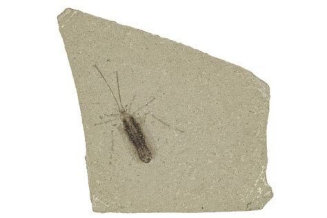 7 Fossil True Bug Hemiptera Green River Formation Colorado 250726 For Sale