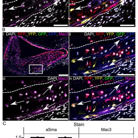 Vsmcs Within The Media Directly Underlying Atherosclerotic Plaques