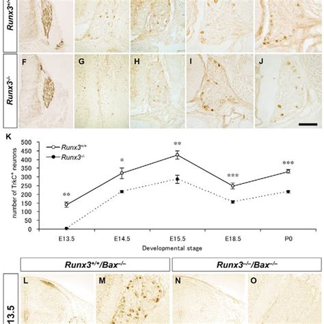 loss of expression of parvalbumin in runx3 drgs during development