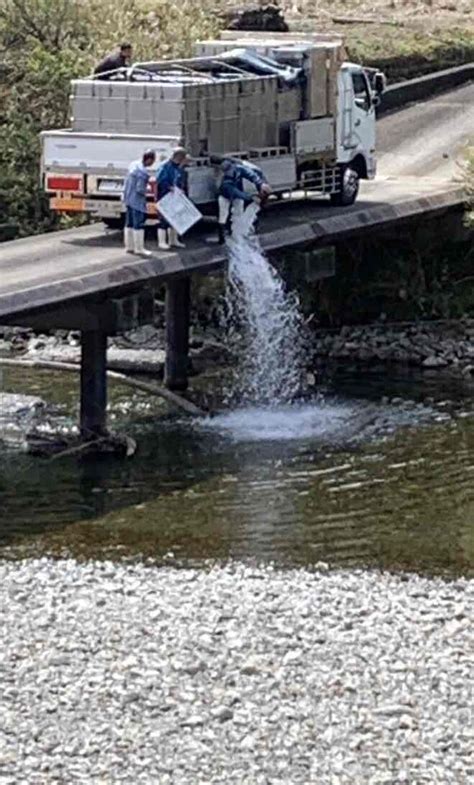 稚鮎放流 熊野川漁業協同組合