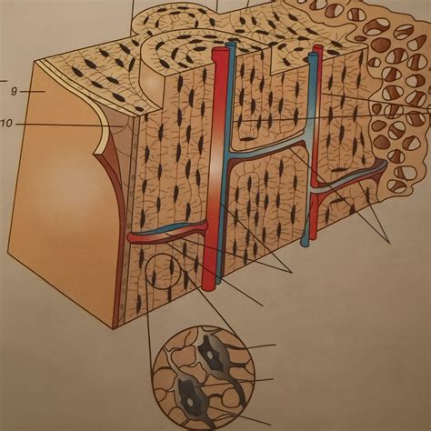 Cancellous Bone Diagram Quizlet