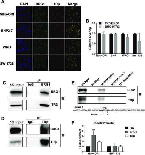 brg1 and trb are colocalized and associate with the runx2 promoter a