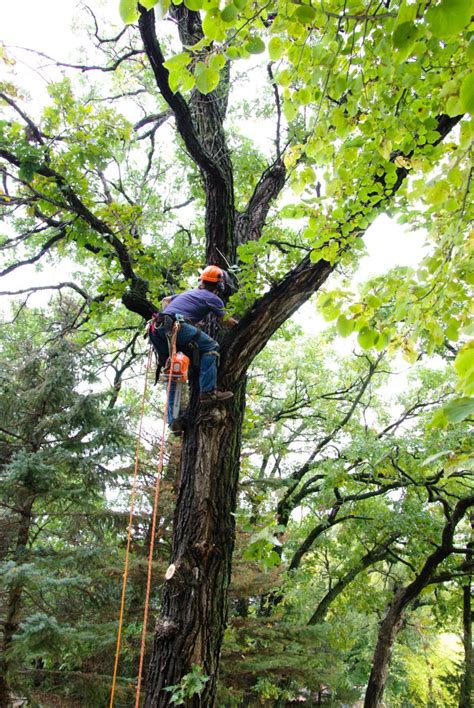Jim S Tree Service Gallery Jim S Tree Service Gallery