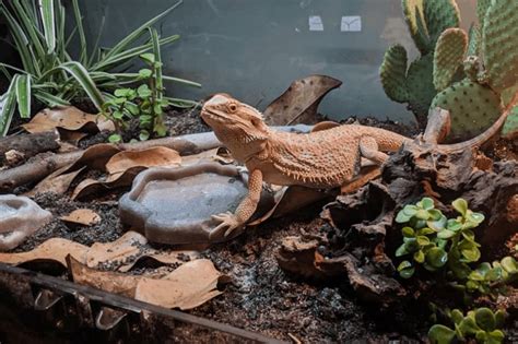 Bearded Dragon Habitat