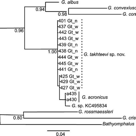 phylogram derived from bayesian analysis of co1 mtdna gene sequences