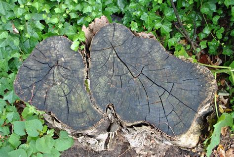 FREE TEXTURE SITE Free Tree Stump Texture