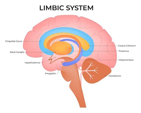 Hersenanatomie Autonomisch Zenuwstelsel Diagram Lijnkunst Ontwerp Limbisch Systeem Basale