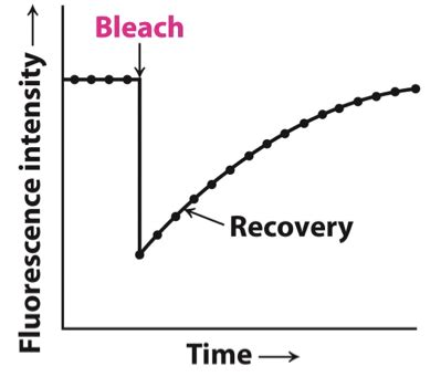 Chapter 12 Membrane Structure Function Flashcards Quizlet