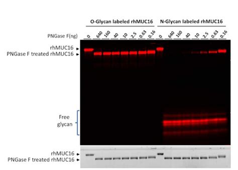 R D Systems N Glycan Labeling And Detection Kit 1 Kit Fisher Scientific