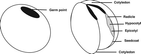 Soybean Seed Structure