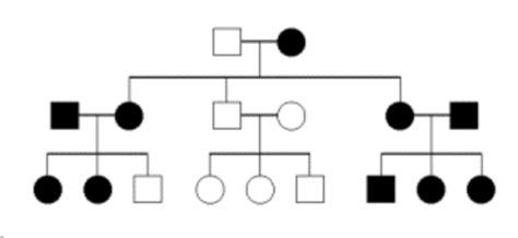 Identifying Pedigrees Flashcards Quizlet