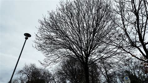 Trees Without Leaves During Winter Stock Photo Image Of Nature Destination 303640046