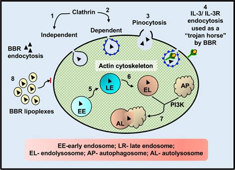 Schematic Representation Showing Possible Energy Dependent Download Scientific Diagram