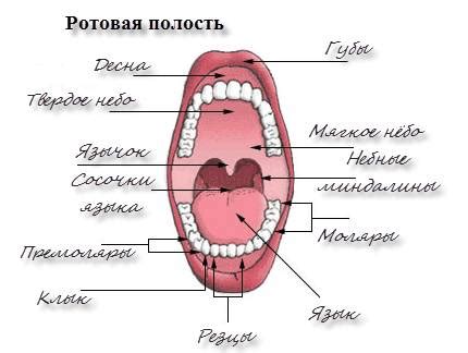 Ротовая полость