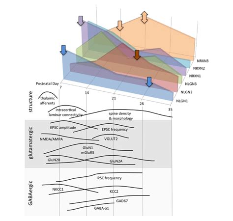 summary diagram illustrating the transient regional gene and