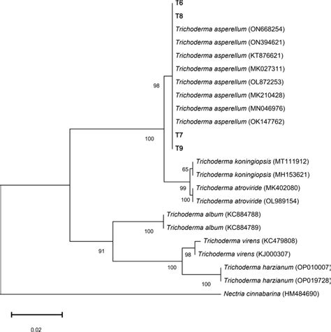 Phylogenetic Tree Of Four Isolates Of Trichoderma Based On The