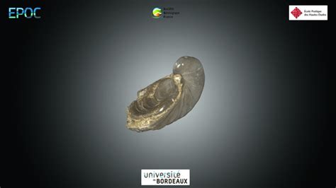 Bivalve Gryphea Sp Download Free 3d Model By Société Géologique De