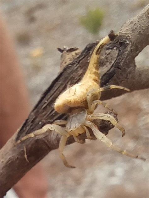 What Is It Spider Or Scorpion Angair Inc