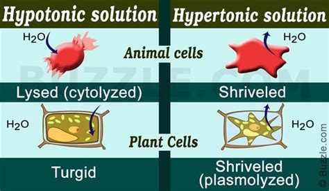 Hypertonic Solution Vs Hypotonic Solution