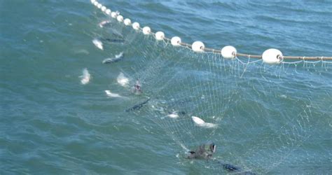 5 Alternative Ways To Catch Fish Without A Rod And Reel Bug Out Bag Builder