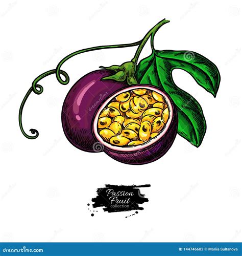 Passion Fruit Vector Drawing Hand Drawn Tropical Food Illustration