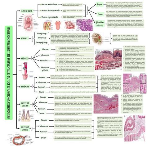 Histología Del Sistema Digestivo Genessis Lissete Bravo Argandoña Udocz