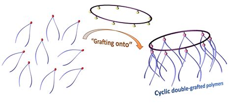 Polymers Free Full Text Design And Synthesis Of A Cyclic Double Grafted Polymer Using Active