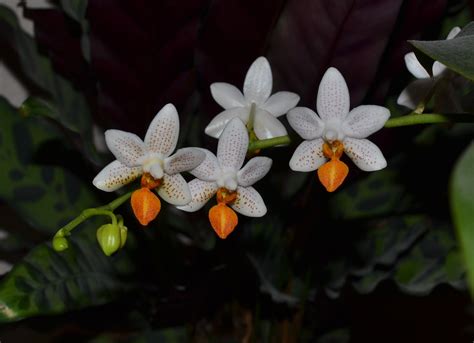 RE: Phal. Mini Mark - 13
