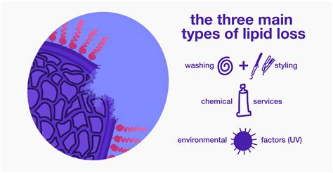 science class 16 lipids hair health