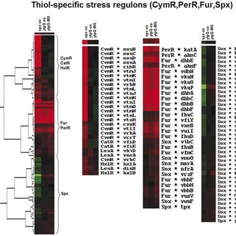 Hierarchical Clustering Analysis Of Gene Expression Profiles Up And