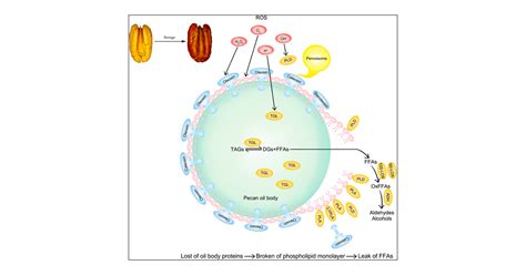 Proteomic And Transcriptomic Analyses Provide New Insights Into The