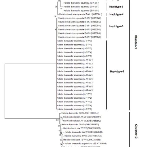Reconstruction Of Phylogenetic Tree Download Scientific Diagram