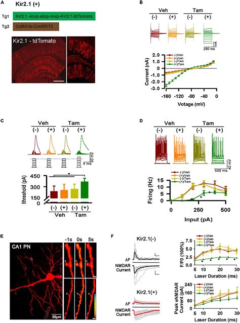 Frontiers Forebrain E I Balance Controlled In Cognition Through Coordinated Inhibition And