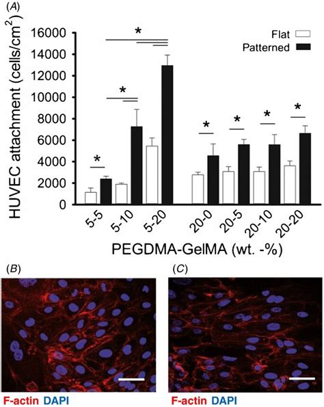 Enhanced Huvec Attachment On Unpatterned And Nanopatterned Pegdmagelma