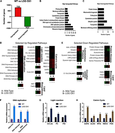Rnaseq Tpm Rnaseq Tpm