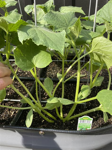 Cucumber Seedlings