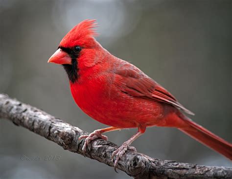 Northern Cardinal Shalom Adventure Magazine