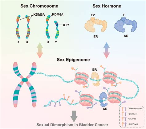 Frontiers Sexual Dimorphism In Bladder Cancer A Review Of Etiology Biology Diagnosis And