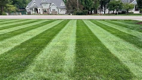 Crown Jewel Elite Tall Fescue Grass Seed 50 Lbs
