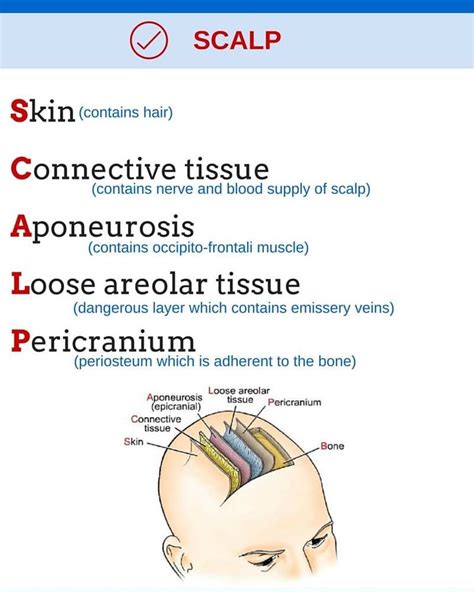 Read More And Download Book Immediately Layers Of Scalp Mnemonic Scalp Medical Medicinestudent Read More And Download Book Immediately Layers Of Scalp Mnemonic Scalp Medical Medicinestudent